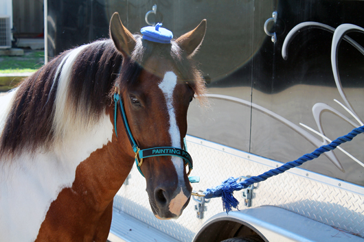 Chincoteague Pony Penning 2012 – Recap
